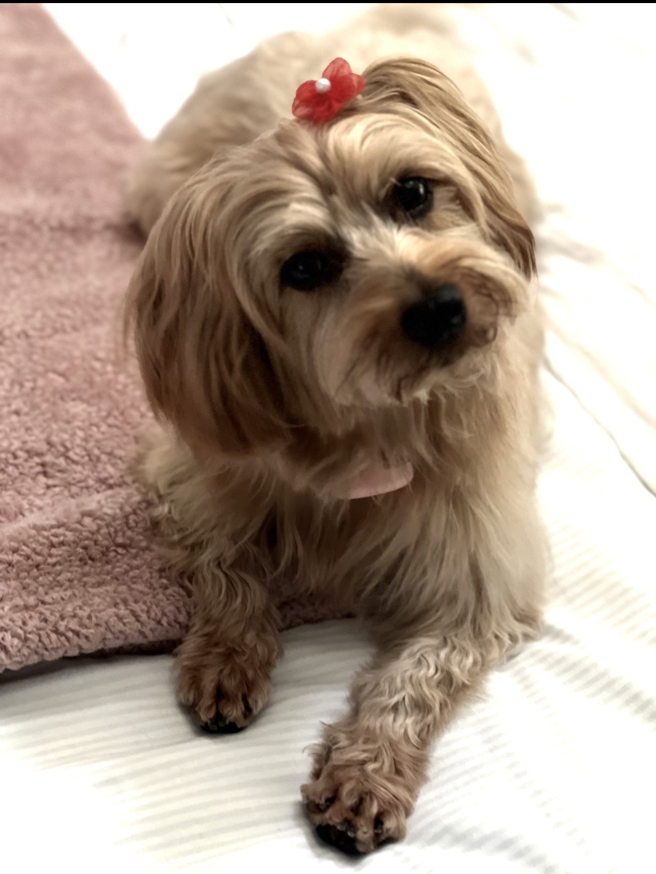 Meet Minnie! – Studio 308